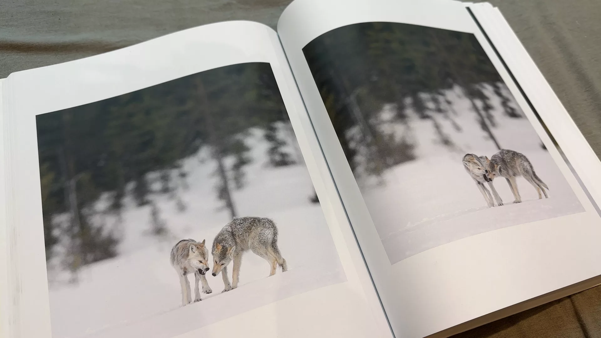 Nez à nez avec une meute de loups